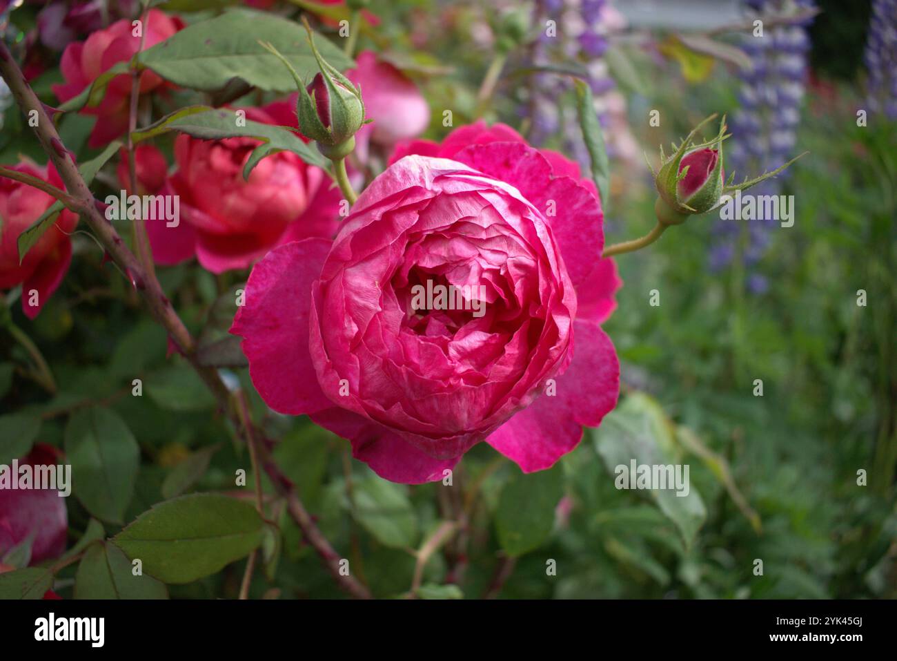 Scarlet rose hi-res stock photography and images - Alamy