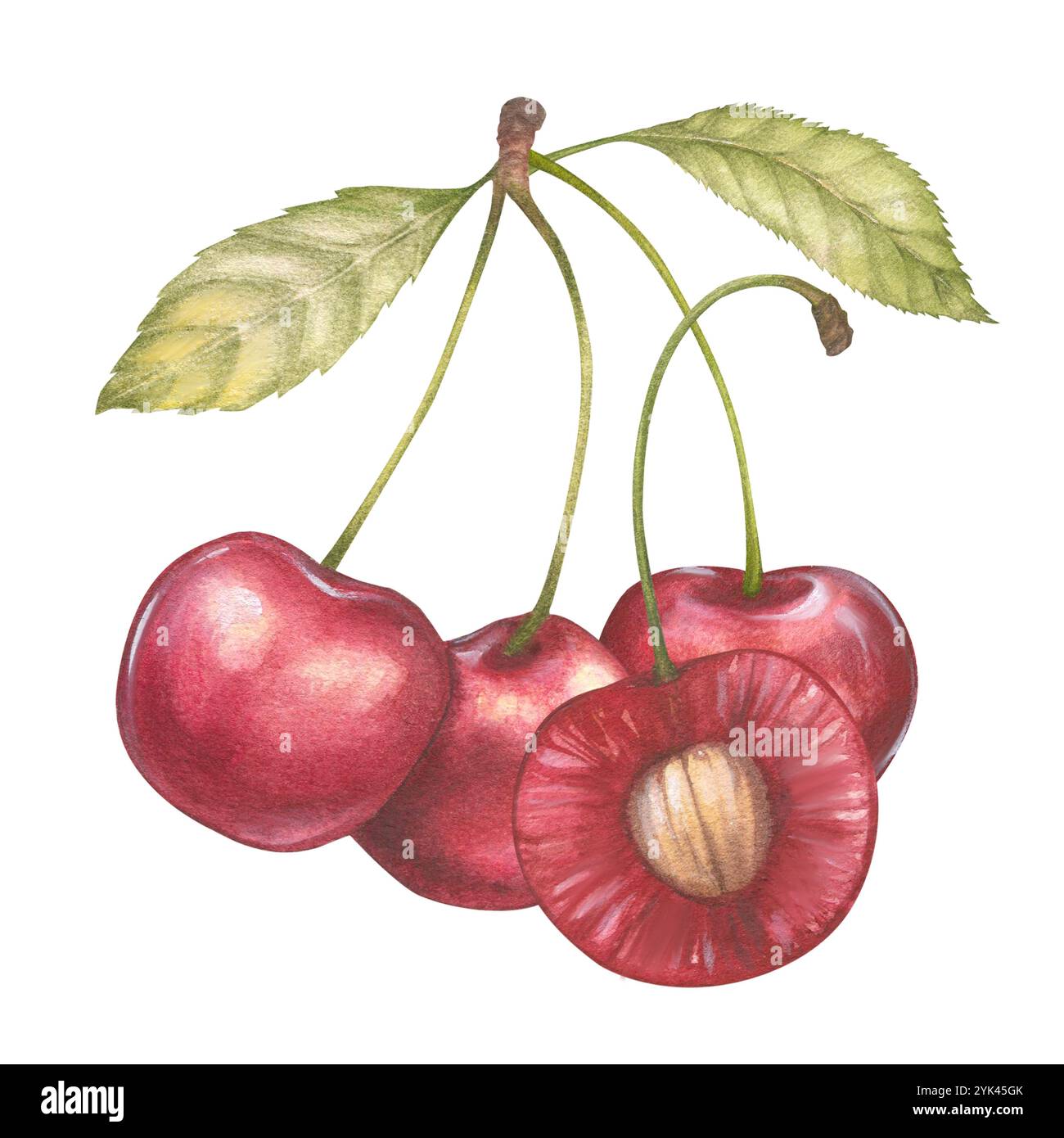 Watercolor illustration of a cherry or sweet cherry on a branch with a ...