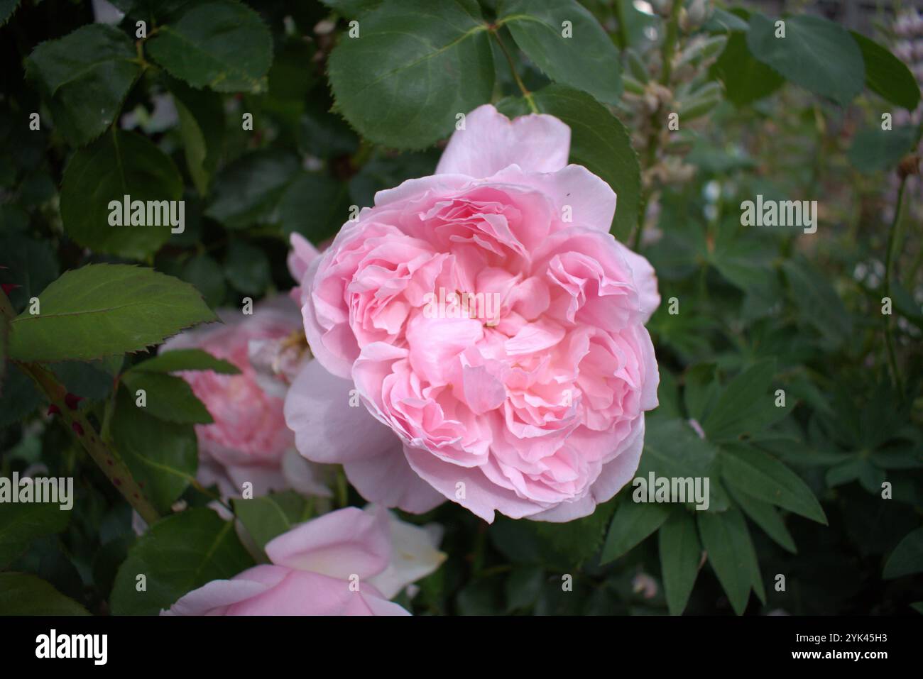 Rose garden in full bloom hi-res stock photography and images - Alamy