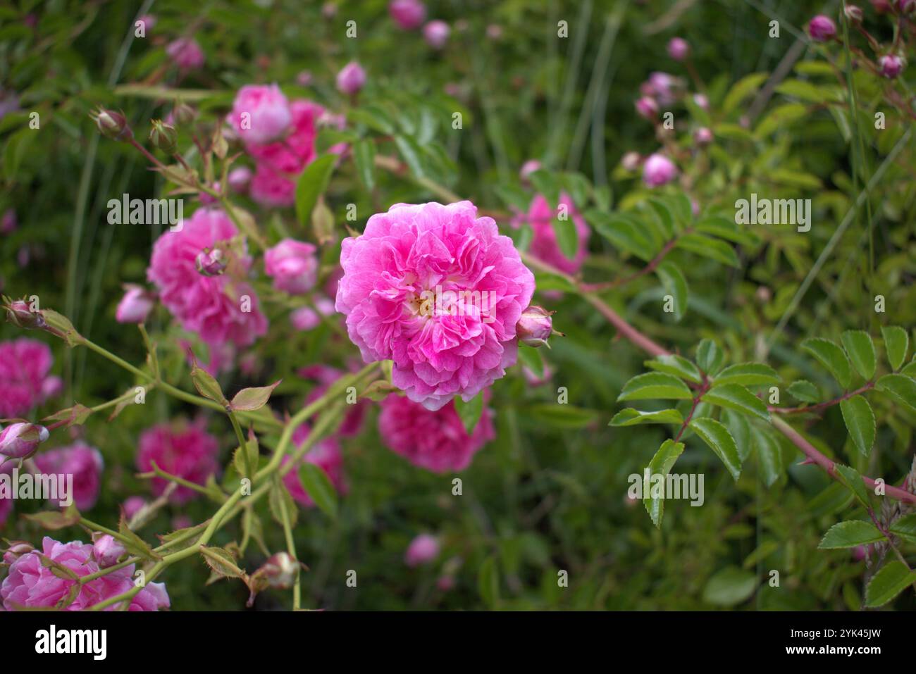 Miniature roses rose hi-res stock photography and images - Alamy