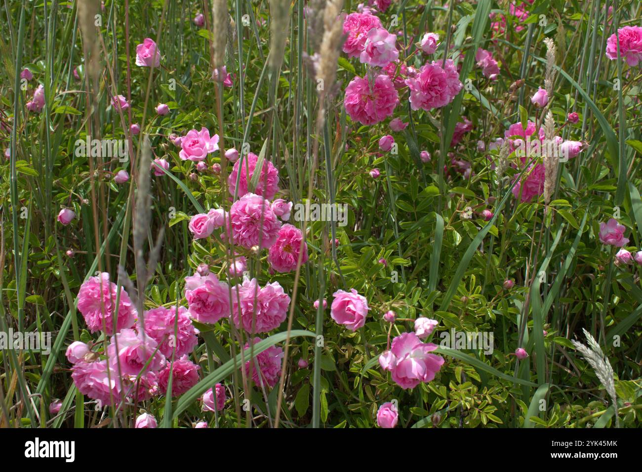 Wildflowers growing on roadside hi-res stock photography and images - Alamy