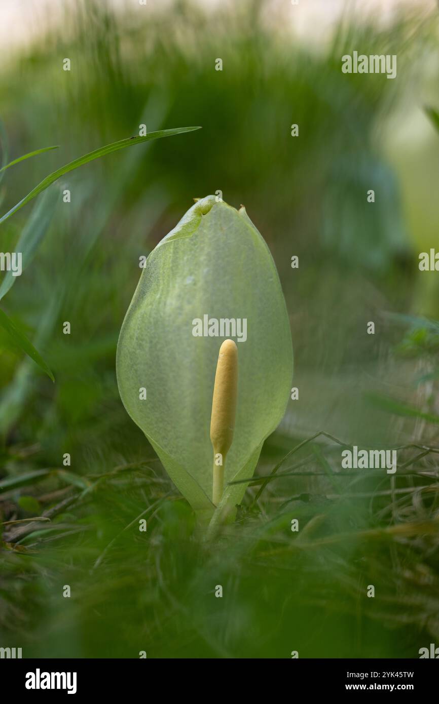 Flower of an Italian arum - Arum italicum Stock Photo - Alamy