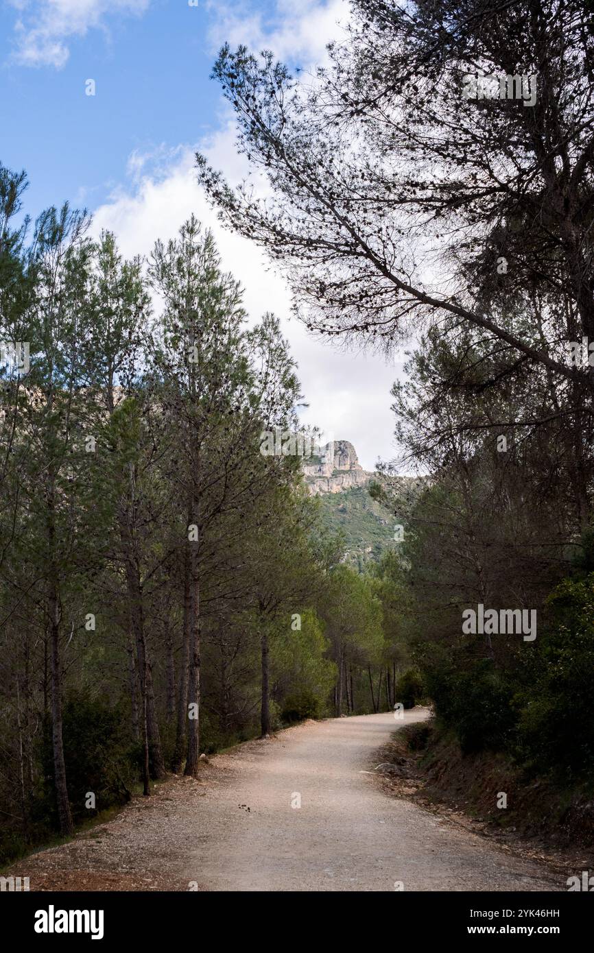 Path through pine forest landscape Stock Photo - Alamy