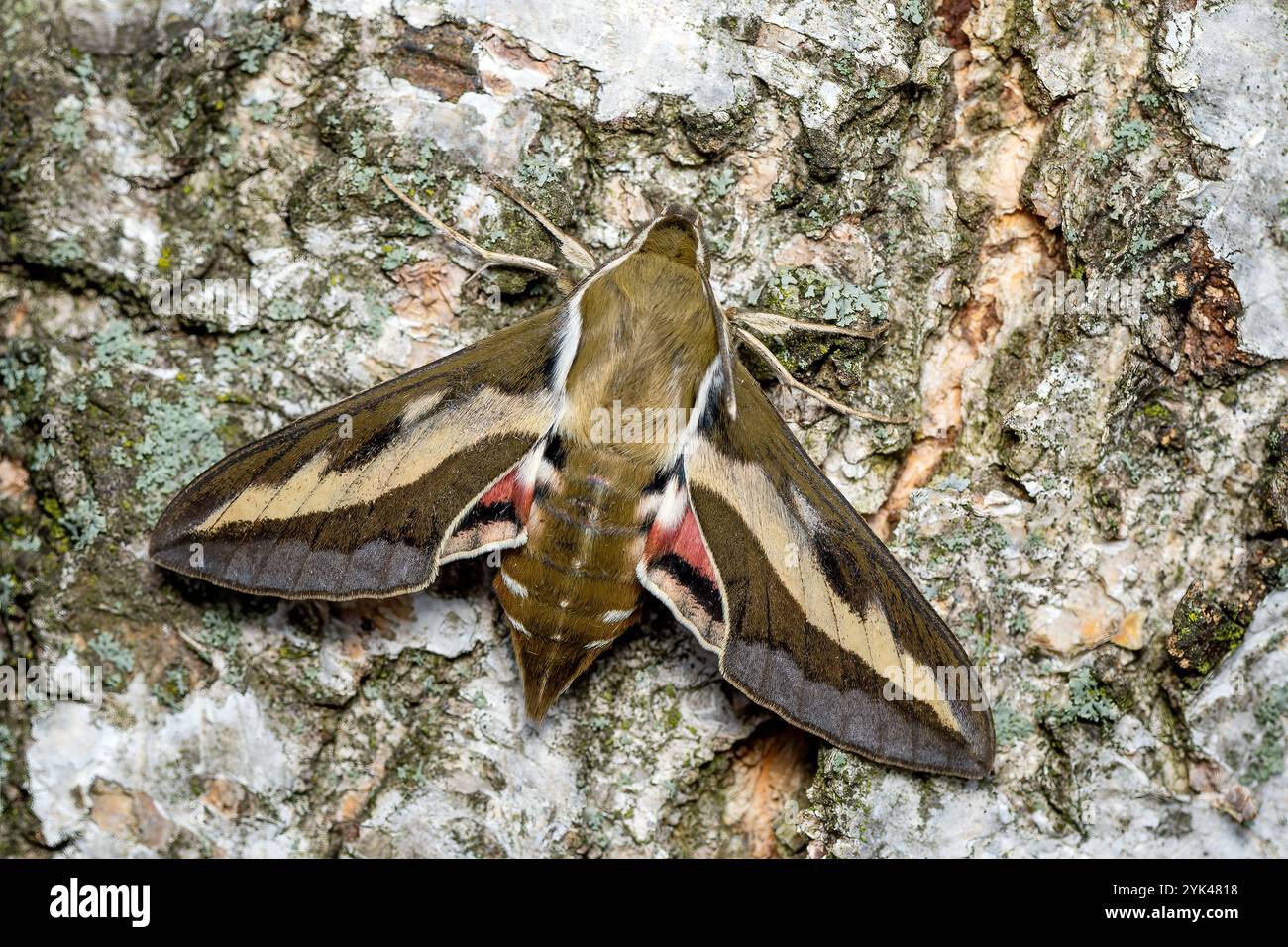 Bedstraw Hawk-moth - Hyles gallii, beautiful colored hawk-moth from ...