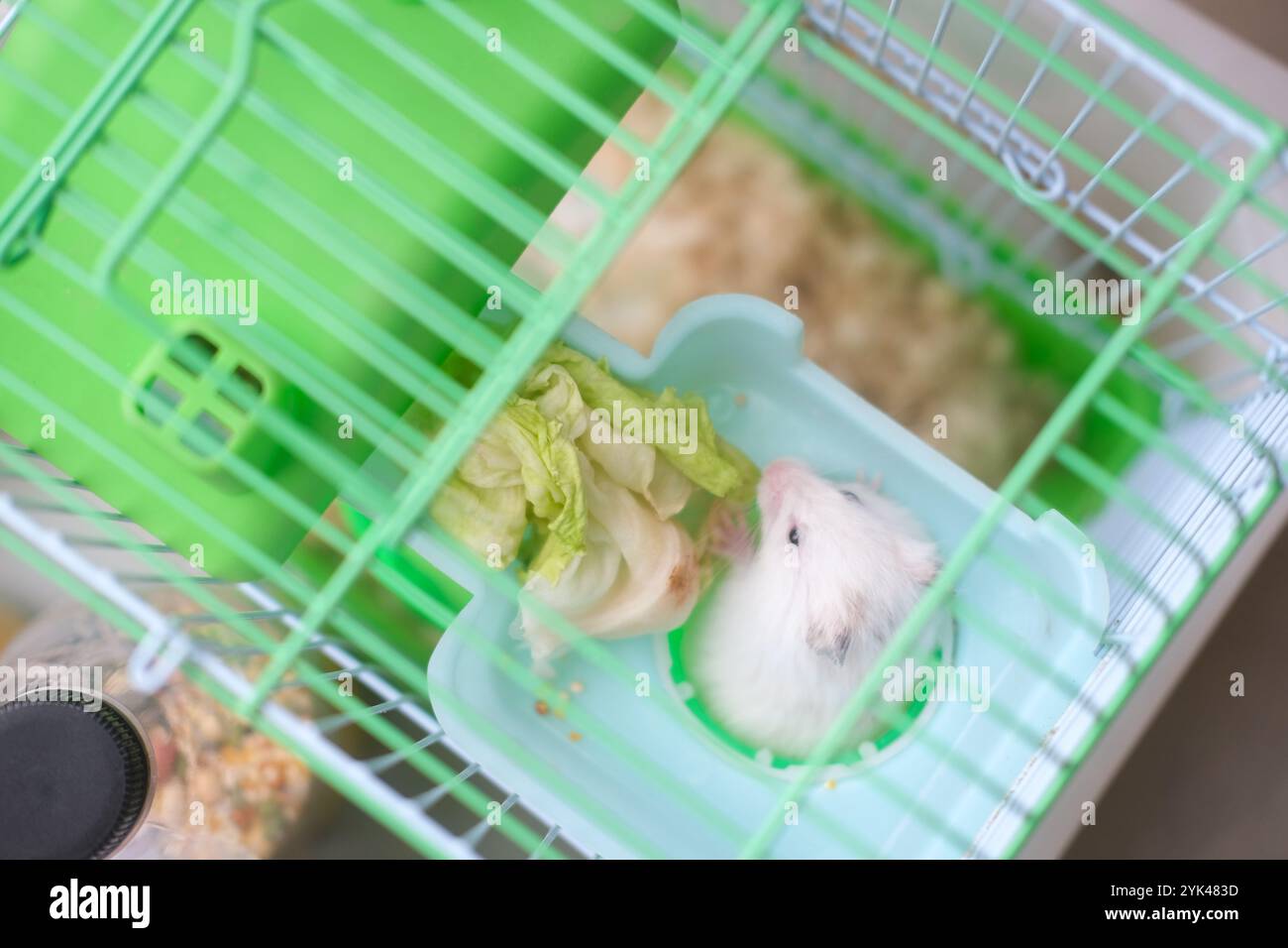 Cute fluffy hamster sits in hi-res stock photography and images - Alamy