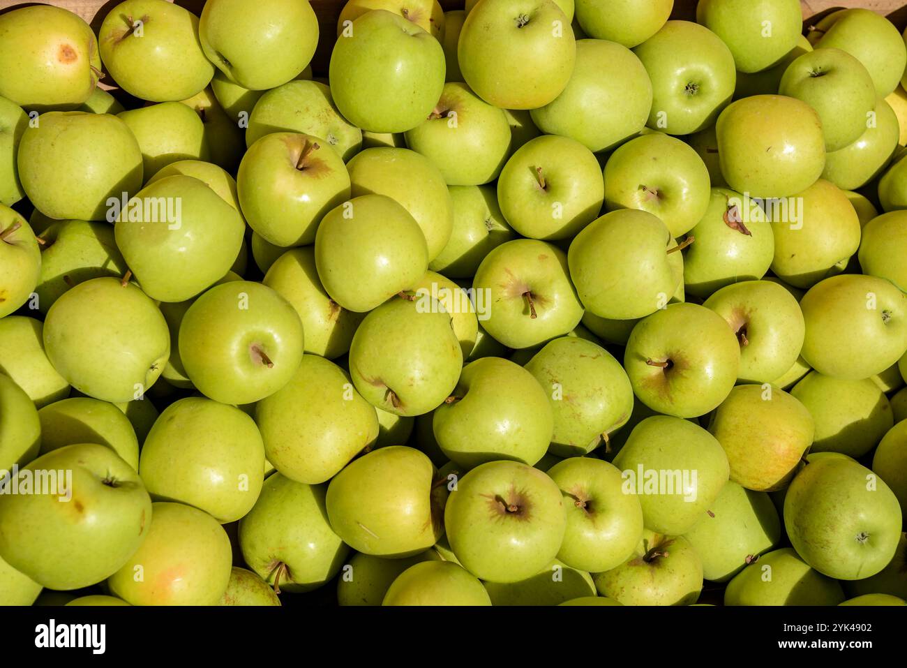 Stall on the streets of the 2024 Ventalló olive oil fair (Fira de l'Oli ...