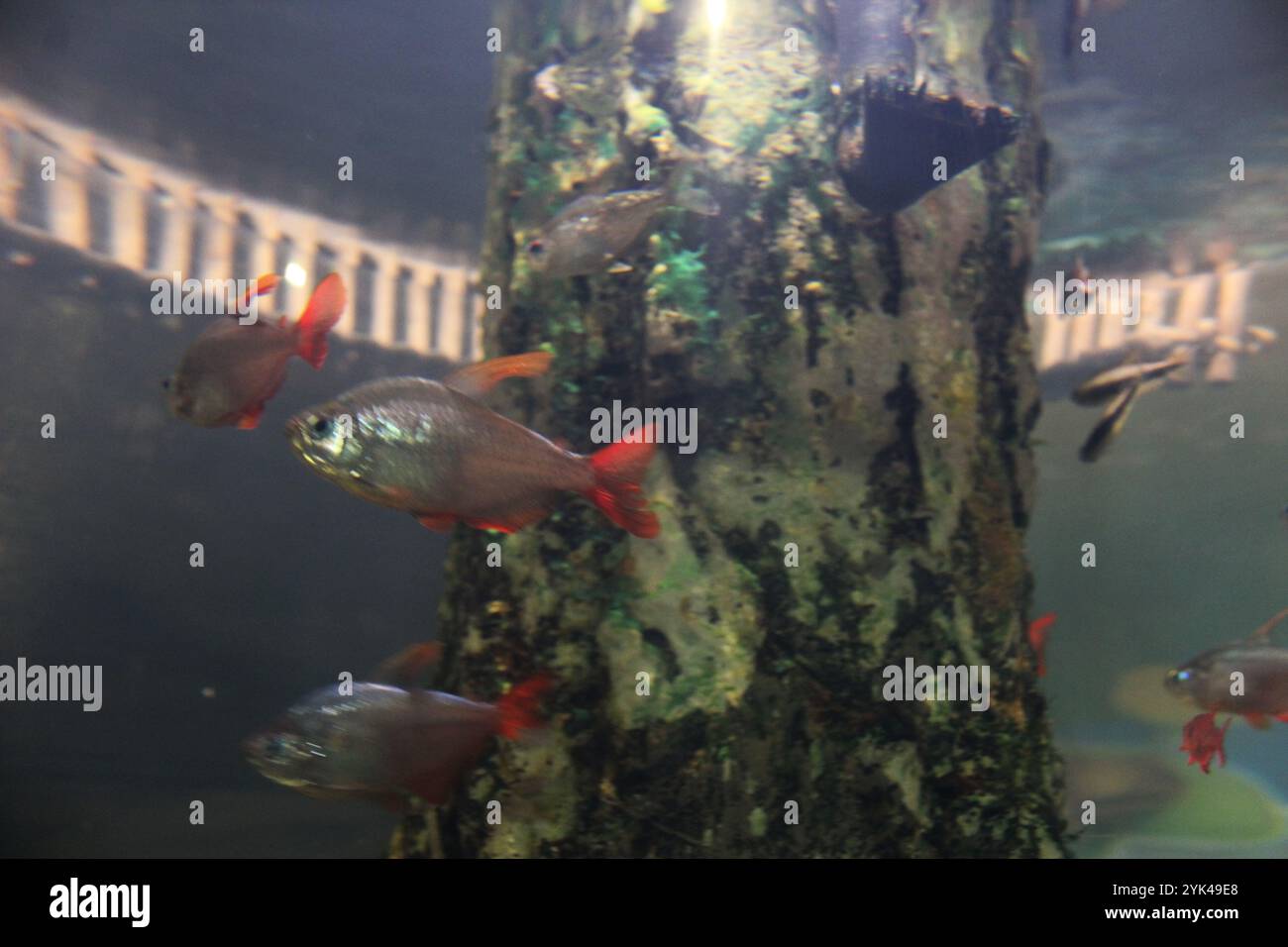 Hyphessobrycon columbianus in the aquarium in the aquarium. Breeding ...