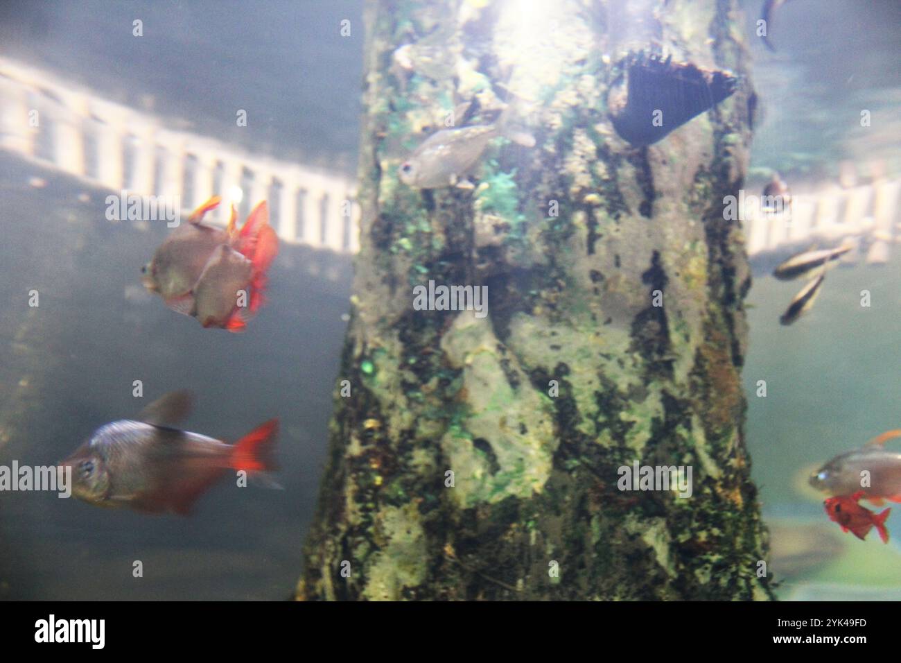 Hyphessobrycon columbianus tropical aquarium fish side view. Fish ...