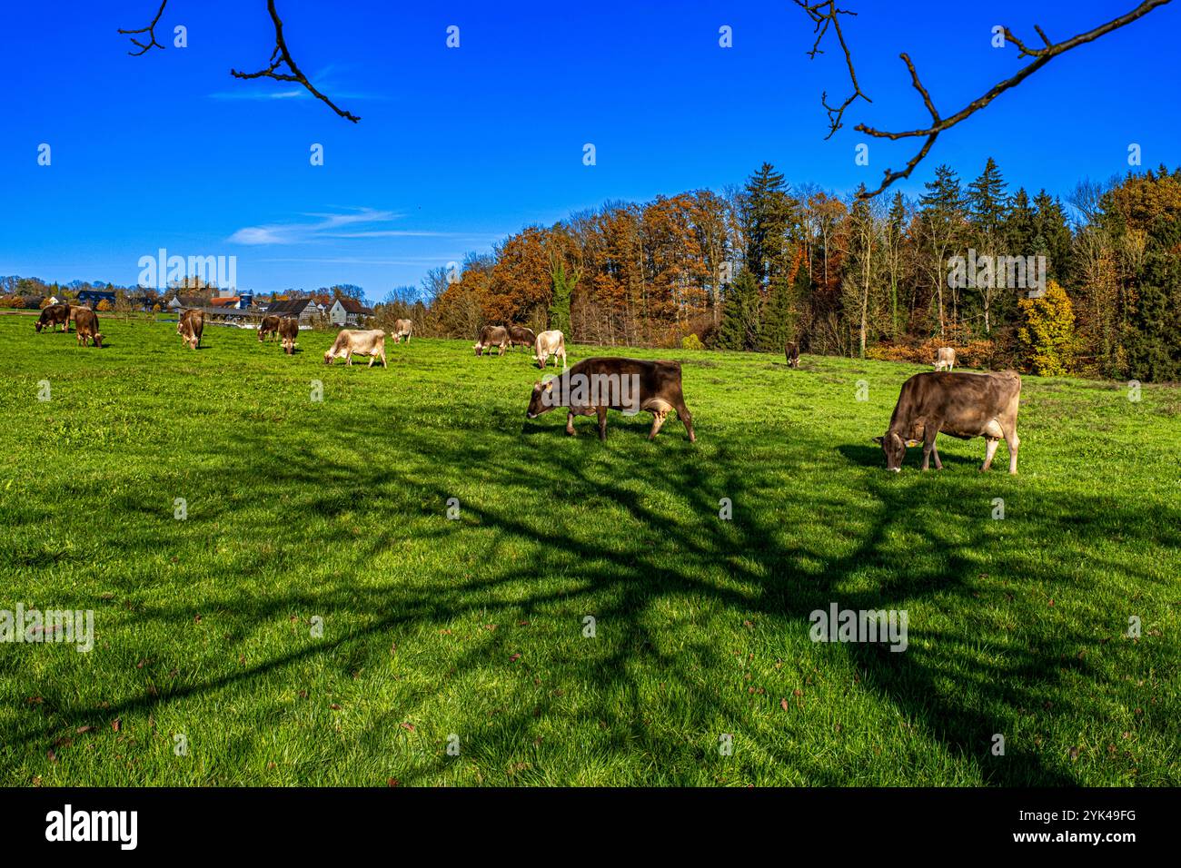 Grasende kuh mit weide hi-res stock photography and images - Alamy