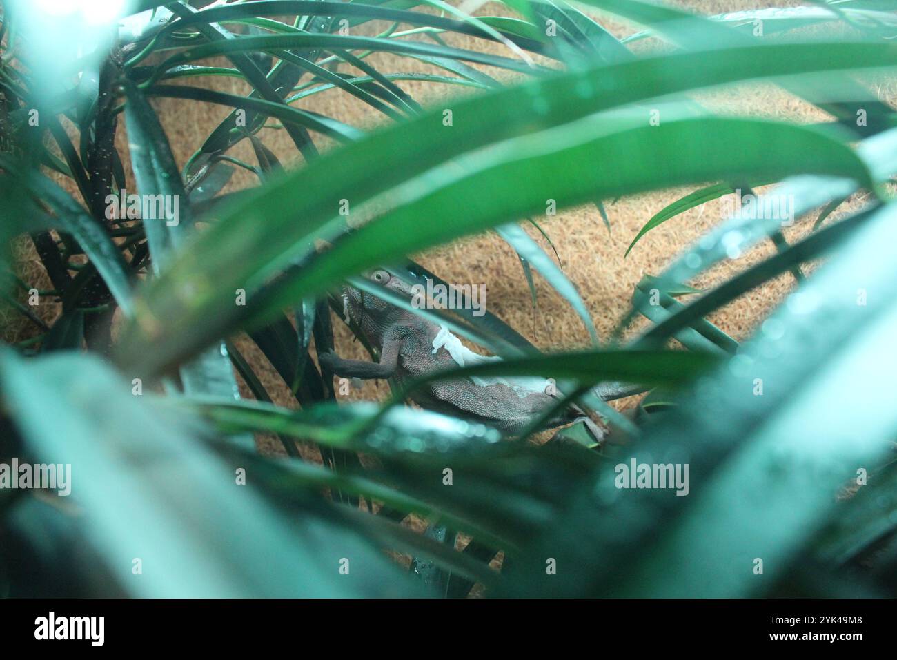 Phelsuma madagascariensis between the grasses in the aquarium. Growing ...