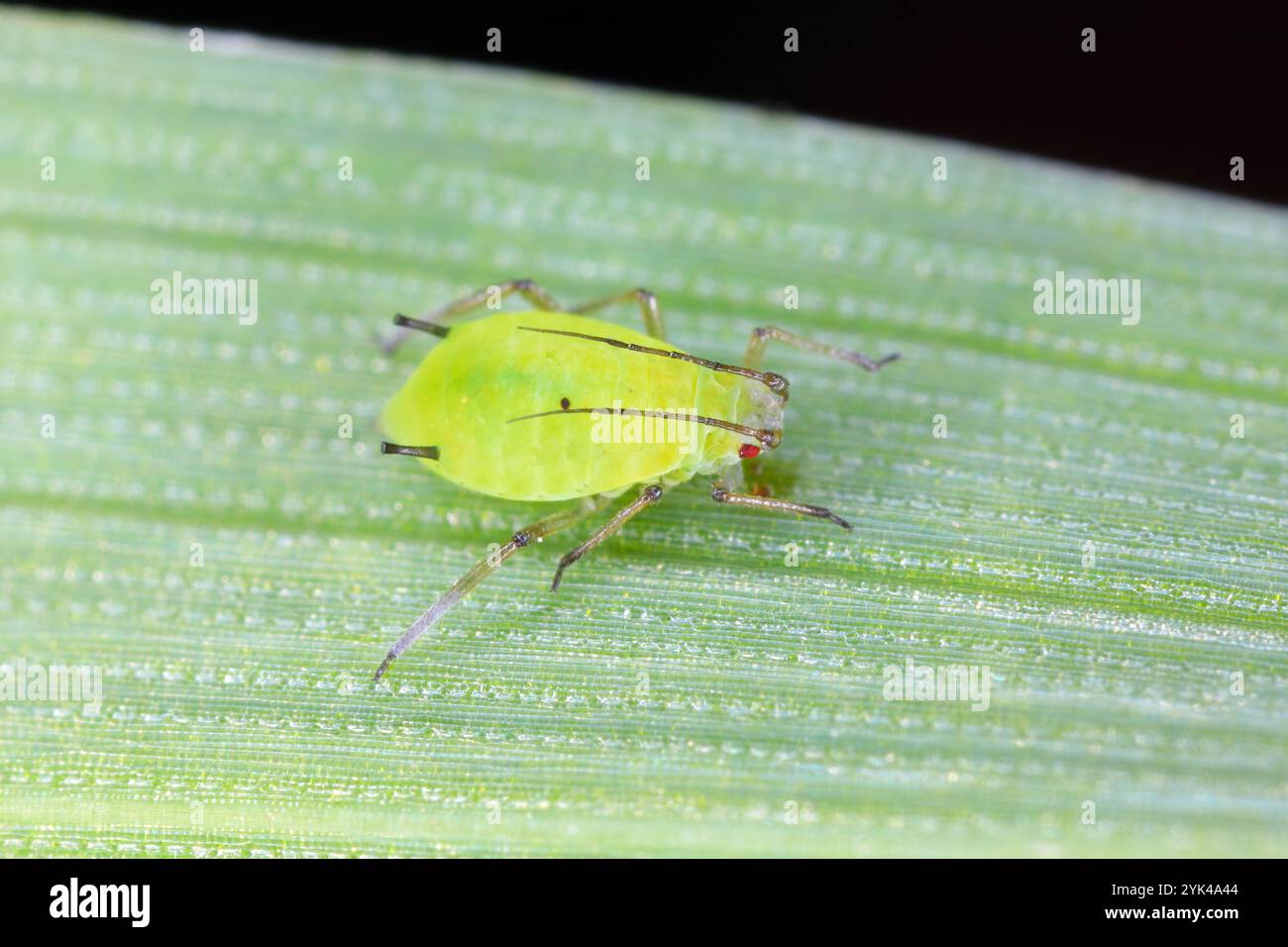 English grain aphid (Sitobion avenae) wingless nymph on barley stem ...