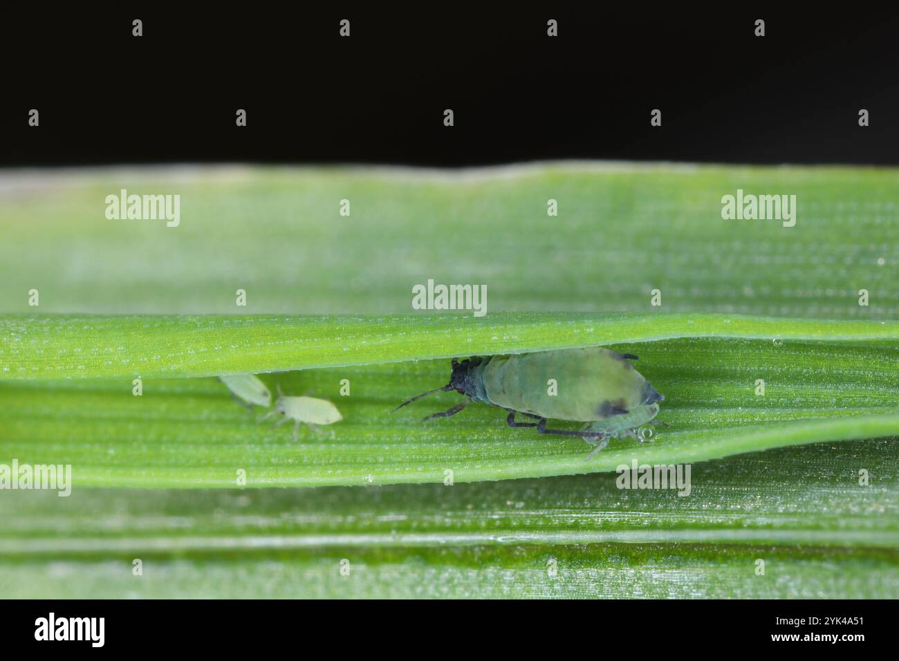 Corn Leaf Aphid (Rhopalosiphum maidis) Insecta. Adult wingless female ...