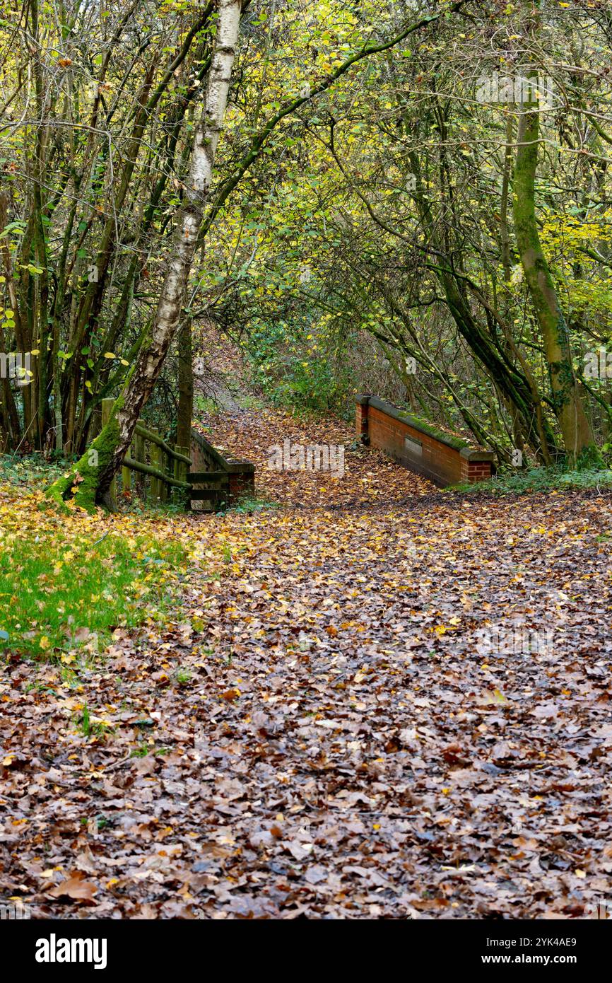 Hampton Wood in autumn, Warwickshire, England, UK Stock Photo - Alamy