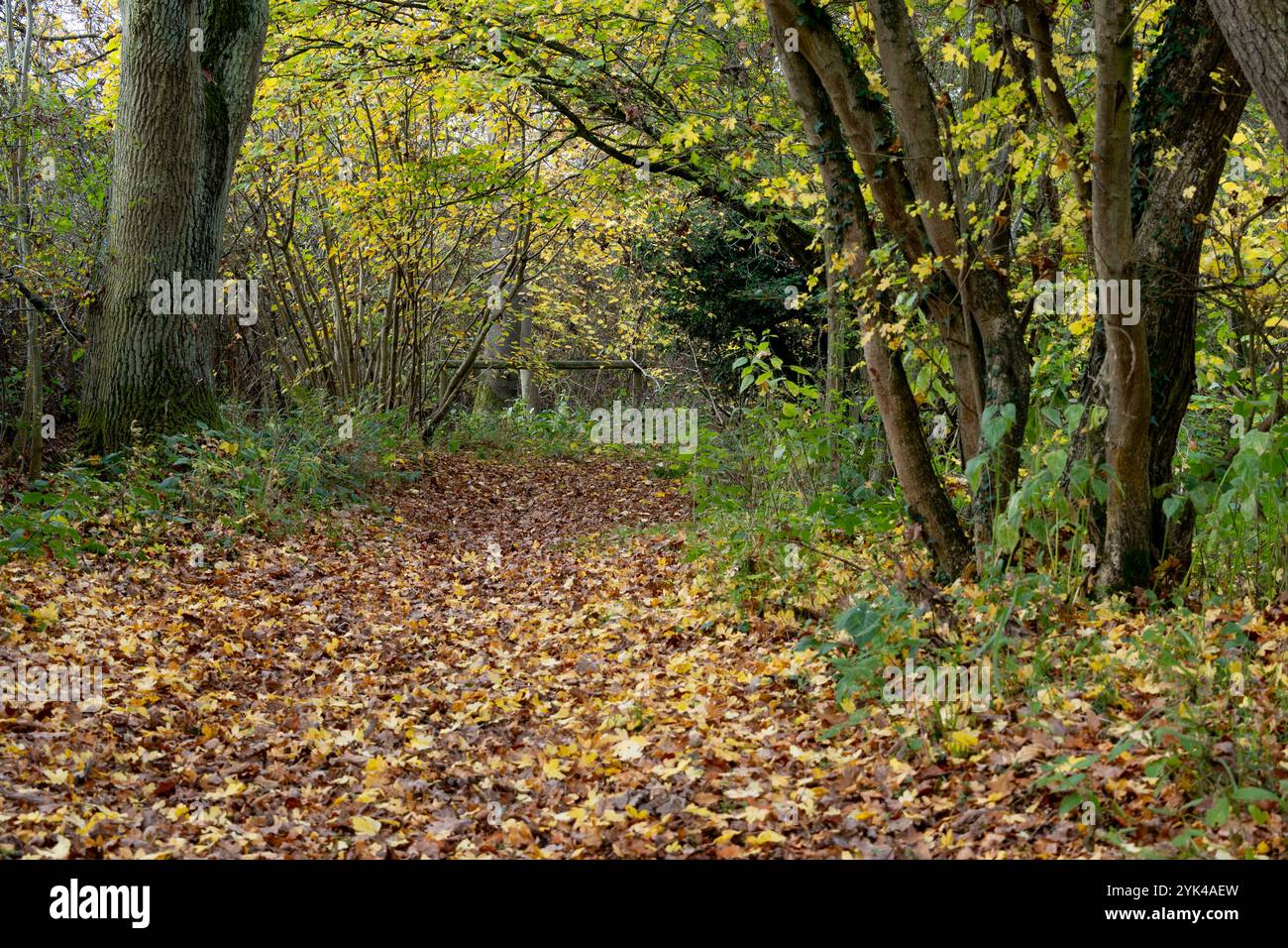 Hampton Wood in autumn, Warwickshire, England, UK Stock Photo - Alamy