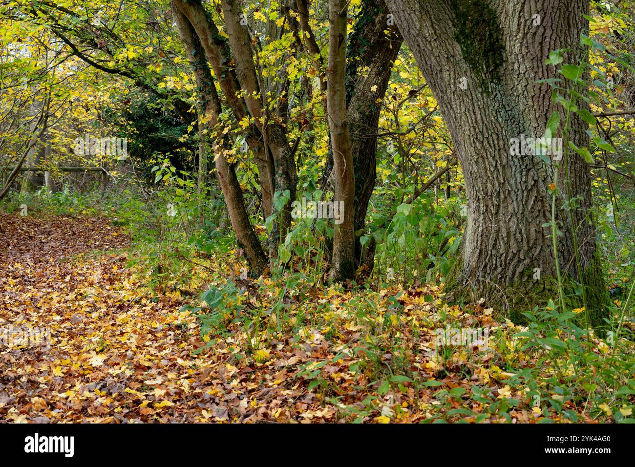 Wood in autumn hi-res stock photography and images - Alamy
