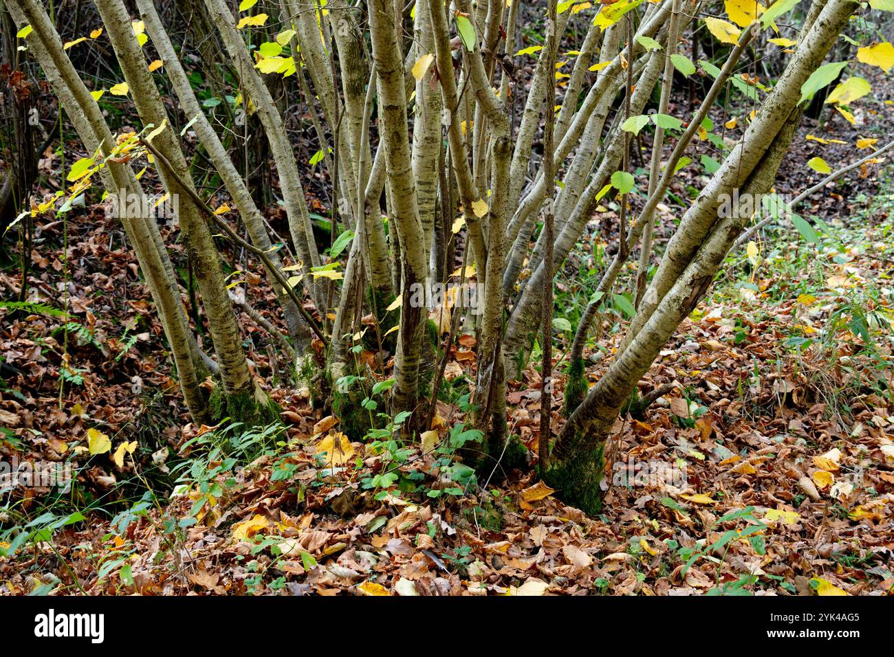 Coppicing hi-res stock photography and images - Alamy