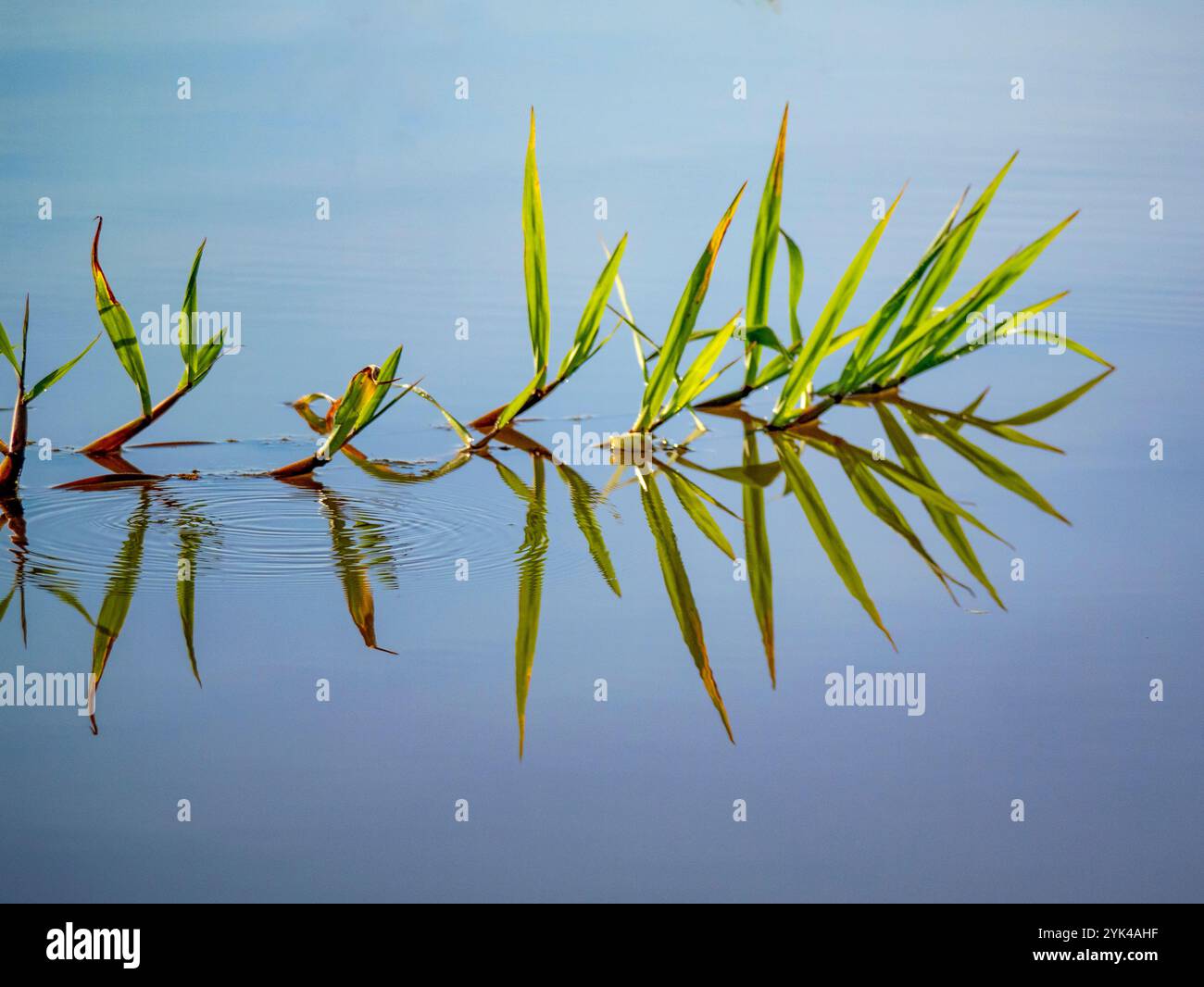 Floating plant with beautiful water reflection in the Amazon. Taken ...