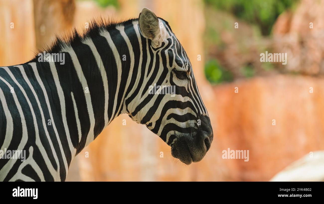 Close up portrait of sad zebra in zoo She stands in an enclosure the ...