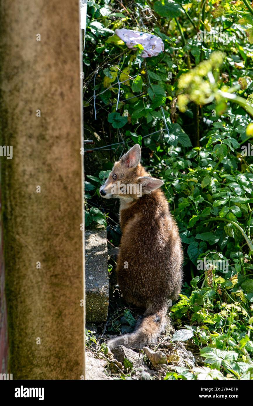 Urban foxes bins hi-res stock photography and images - Alamy