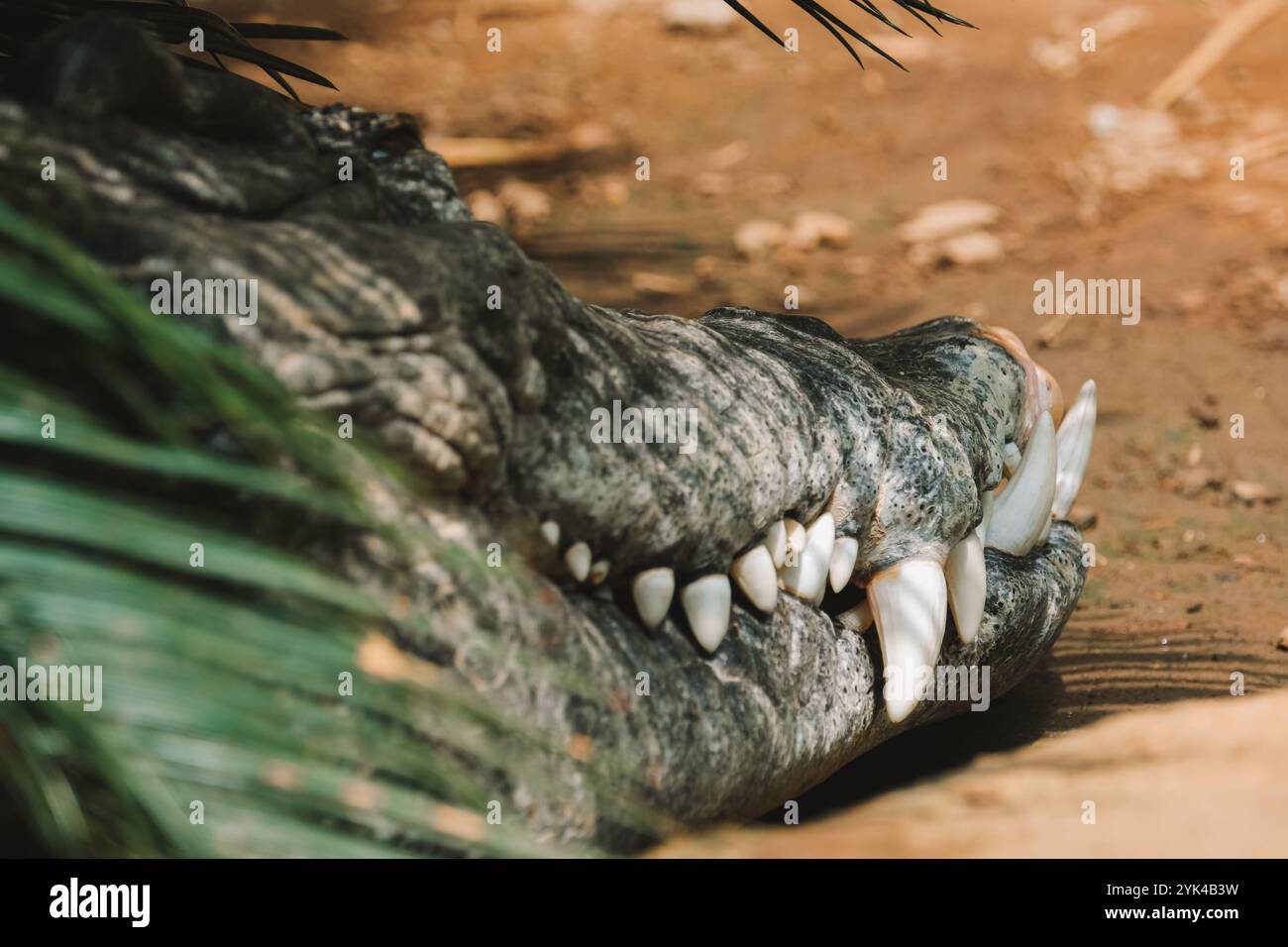 The attack crocodile jaws of a crocodile hi-res stock photography and ...
