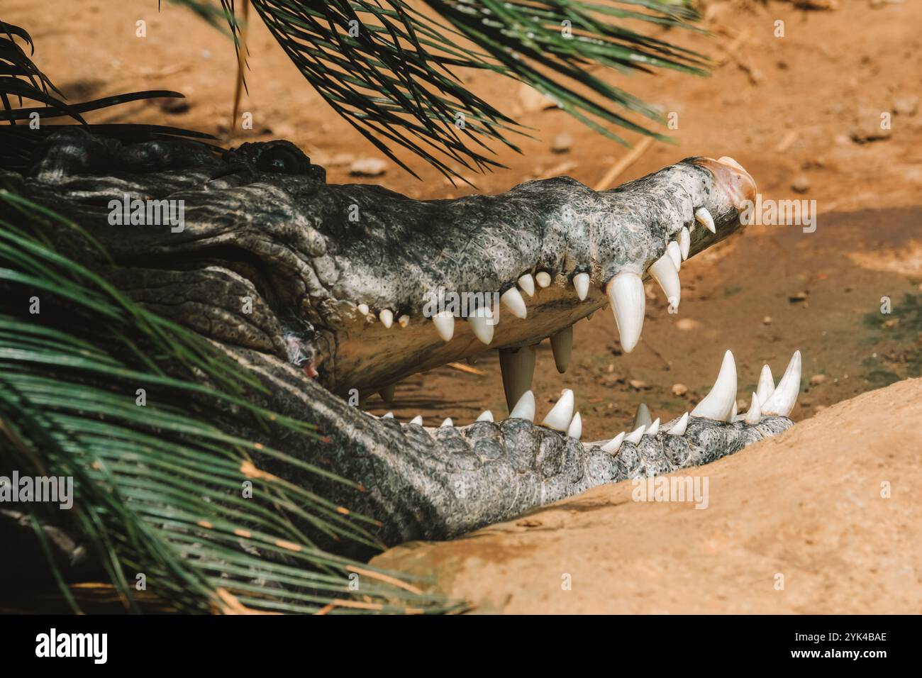 The attack crocodile jaws of a crocodile hi-res stock photography and ...