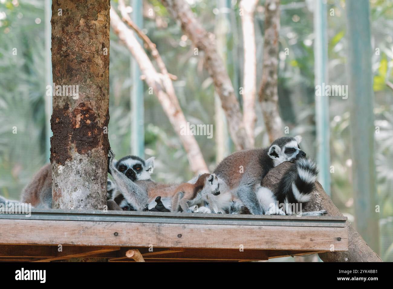 A family of ring tailed lemurs rest on a wooden perch at the zoo. They ...