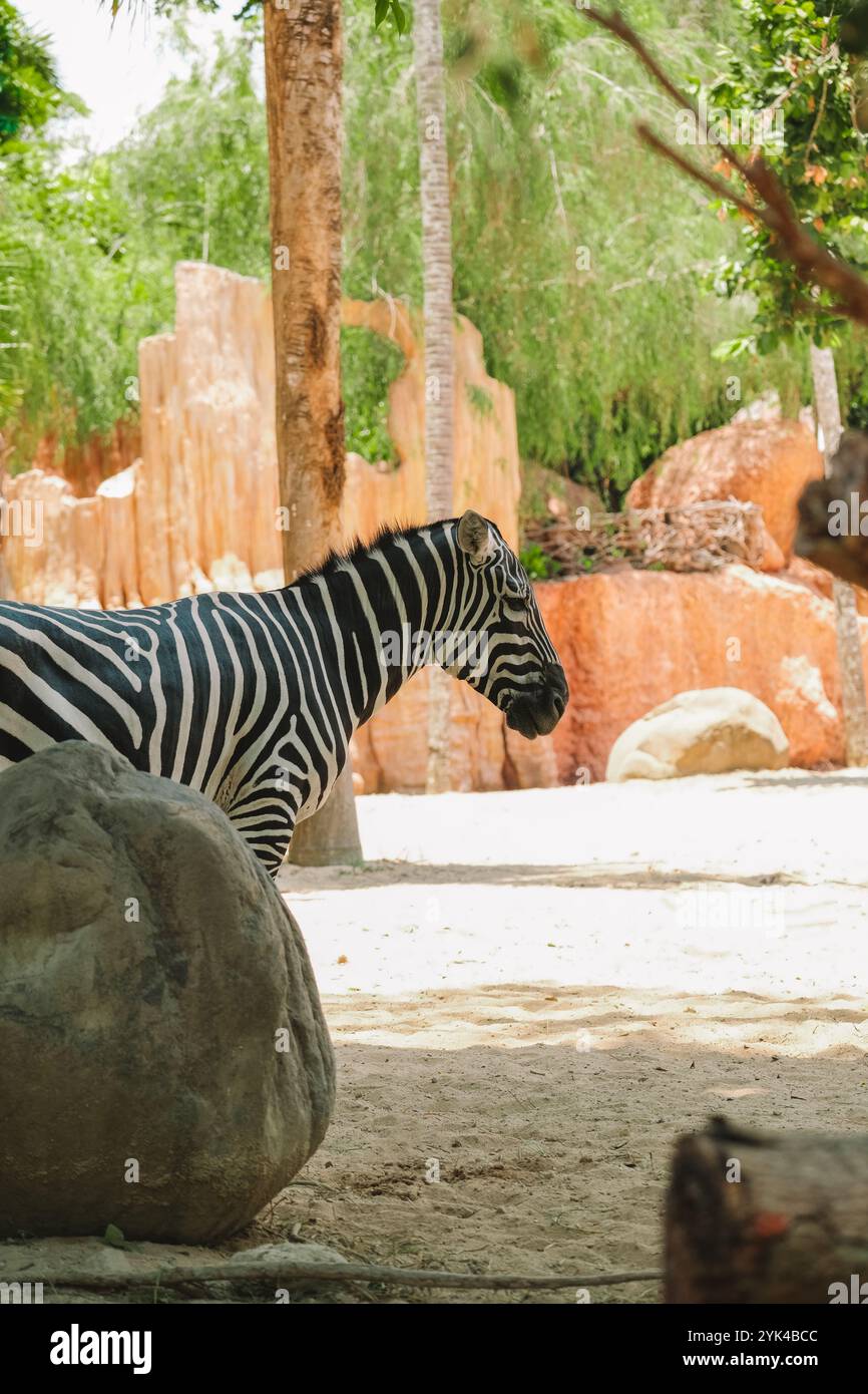 Portrait sad zebra in zoo. She stands in enclosure and looks sadly at ...