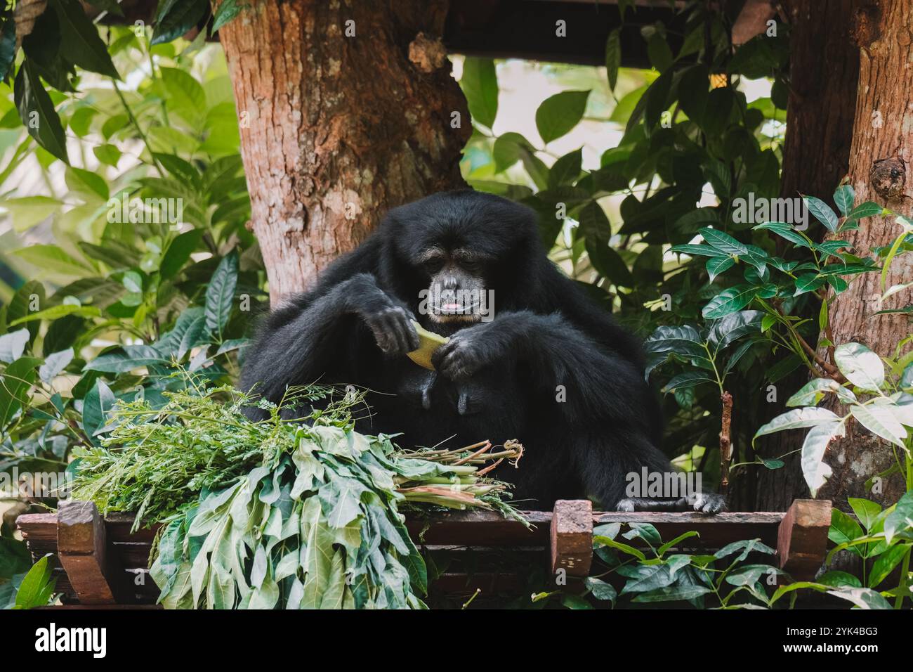 Portrait of a Gibbon of the Siamang species sitting on tree eating ...