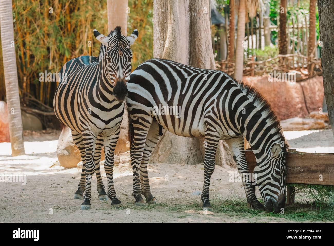 Medium shot of two zebras in an open-air zoo, the space imitates the ...