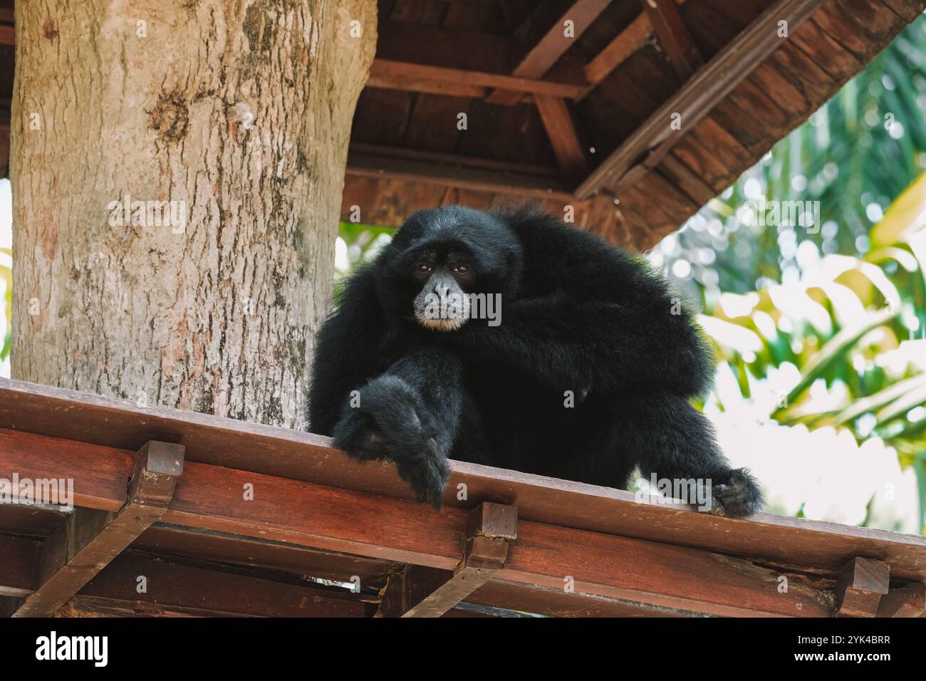 Siamang gibbon hi-res stock photography and images - Alamy