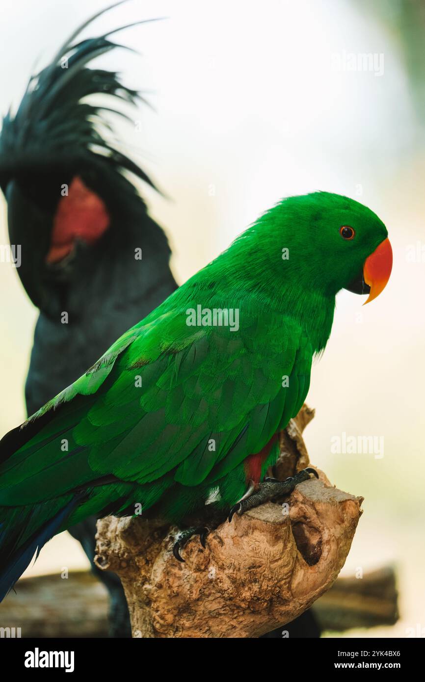 Parrot looks into camera hi-res stock photography and images - Alamy