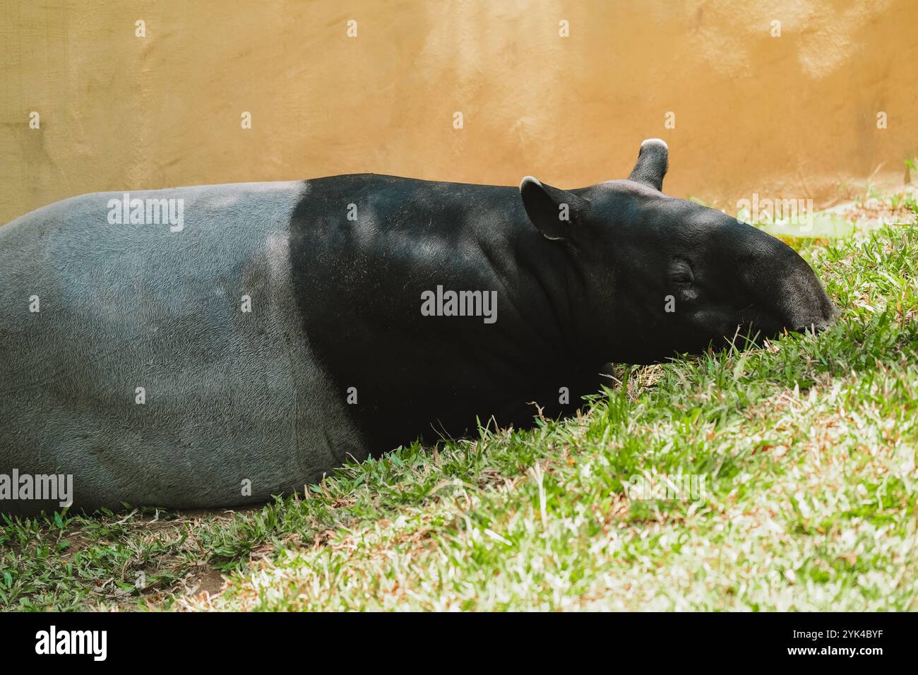 Medium shot of a black and white Malayan tapir lying on the green grass ...