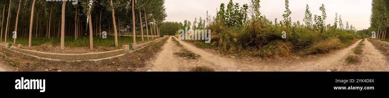 Explore the Serene Forest Pathway A Stunning Panoramic View of Dual ...