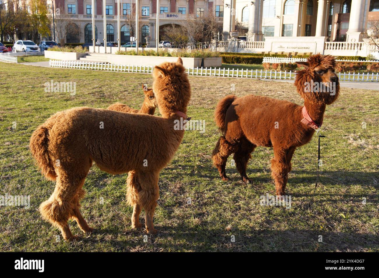 Side view of Alpaca standing on grass Stock Photo - Alamy