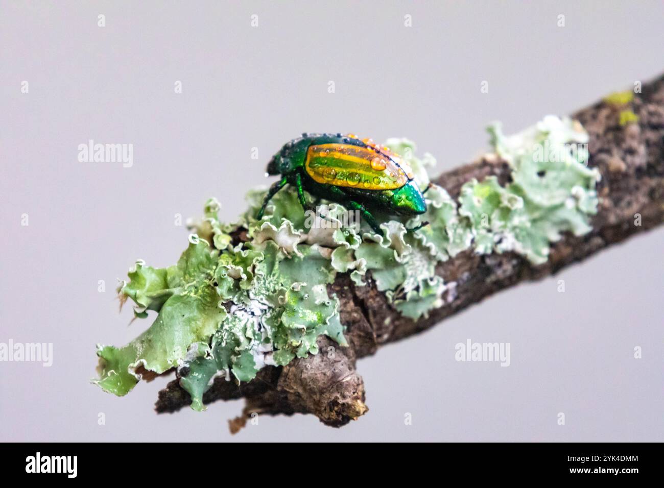 Beautiful green and yellow South American tropical beetle (Macraspis ...