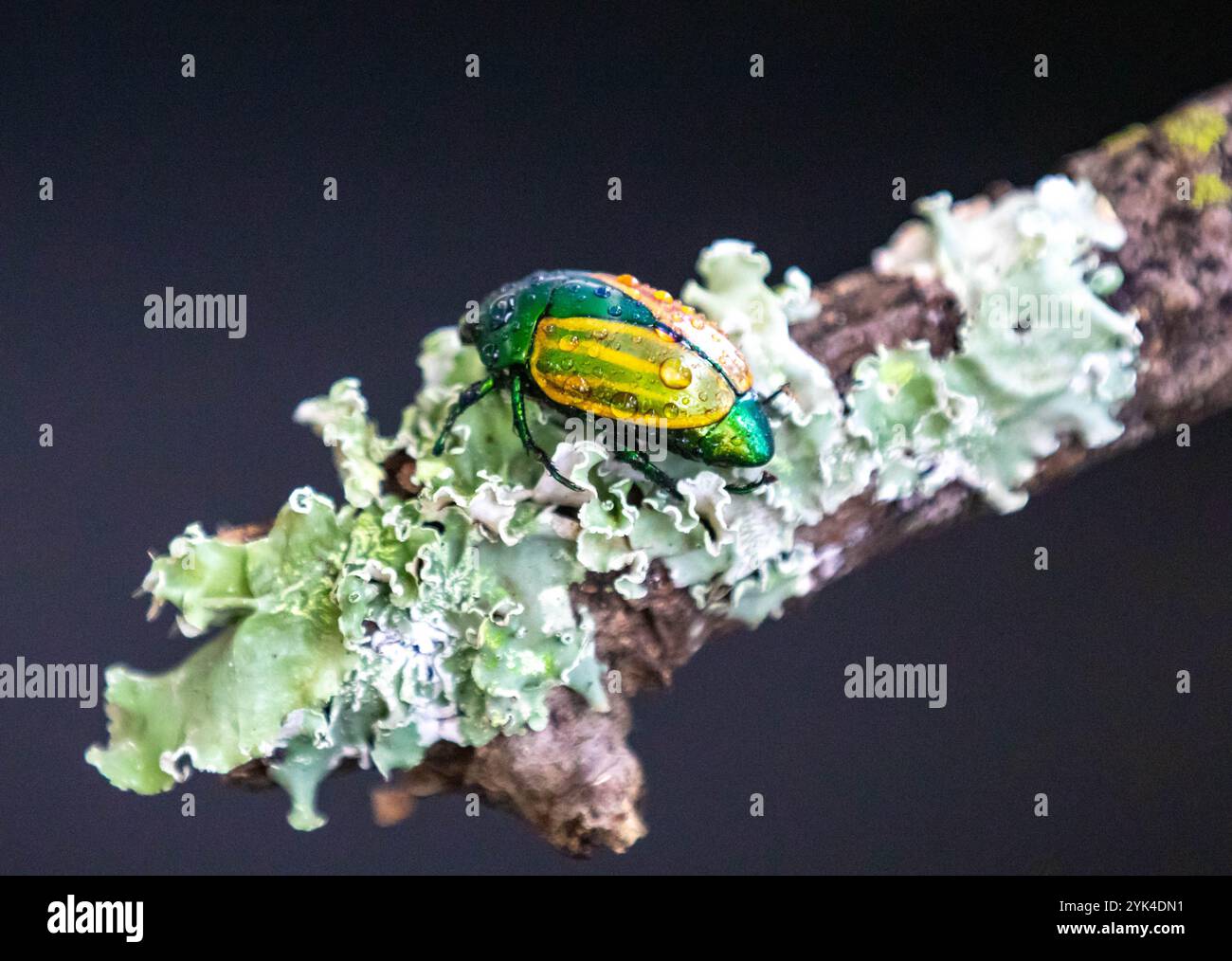 Beautiful green and yellow South American tropical beetle (Macraspis ...