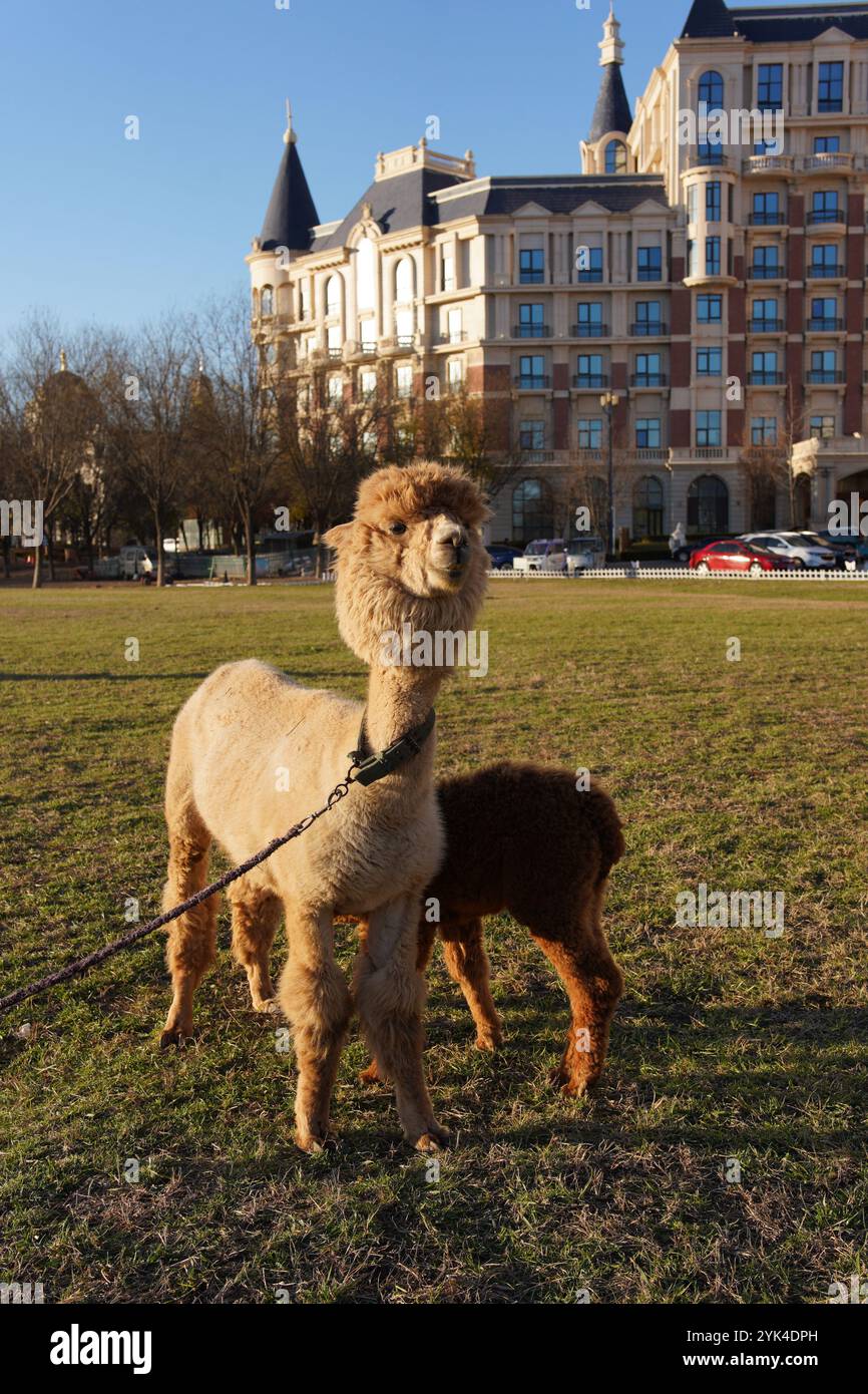Side view of Alpaca standing on grass Stock Photo - Alamy