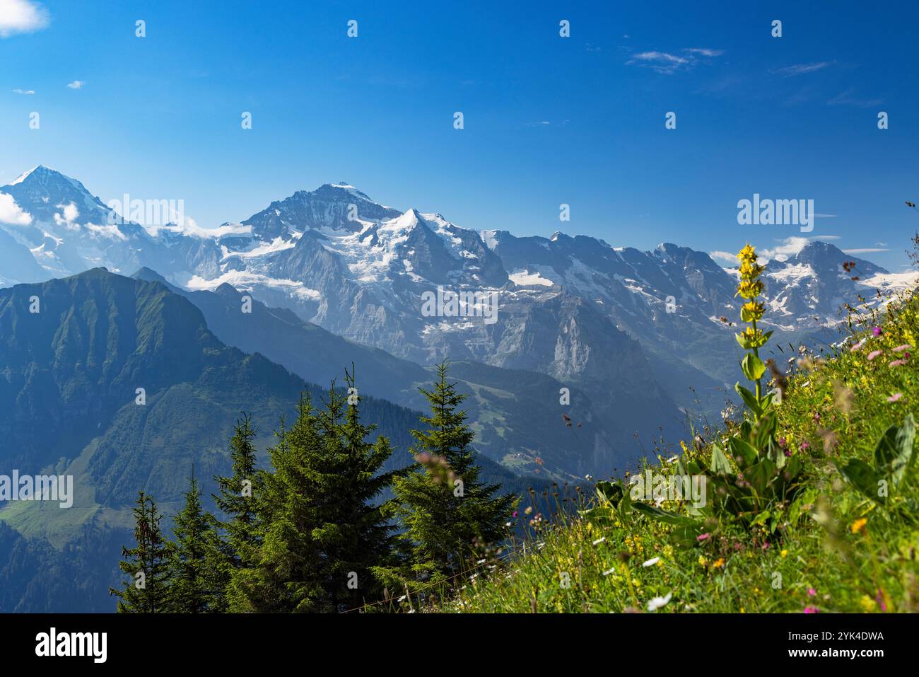 Jungfrau and Monch mountains from Schynige Platte, Jungfrau Region ...