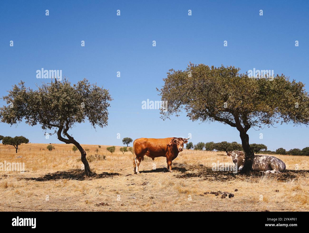 Cows resting under trees hi-res stock photography and images - Alamy