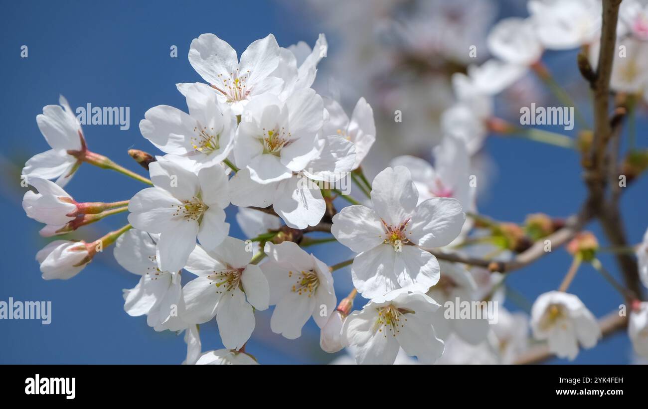 Cherry blossoms are blooming during spring in Istanbul, Turkey Stock ...