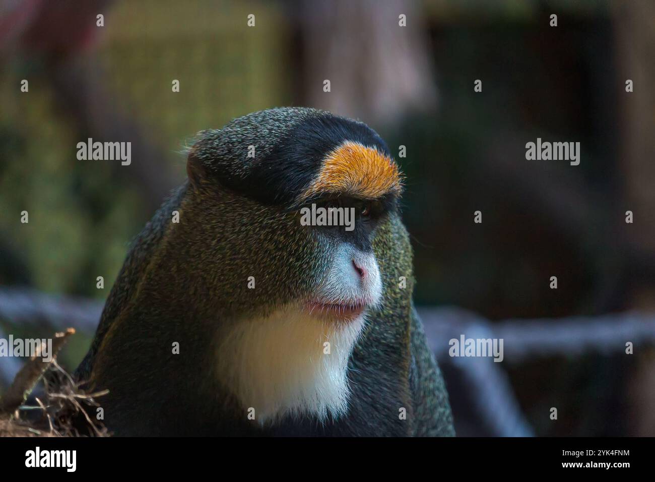 Animal amable hi-res stock photography and images - Alamy