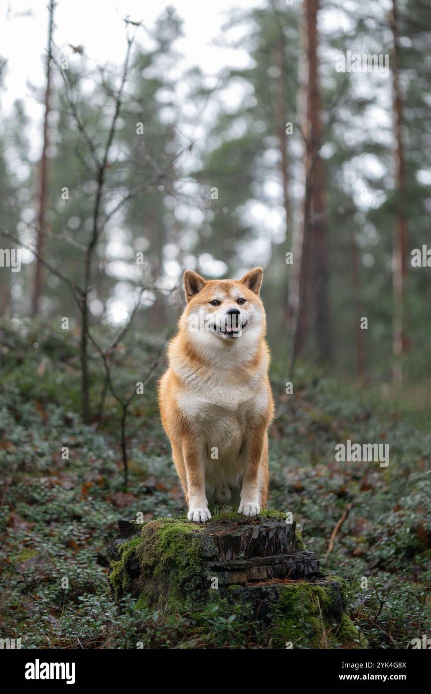 Portrait of red Shiba inu dog in the Pine forest on rainy november day ...