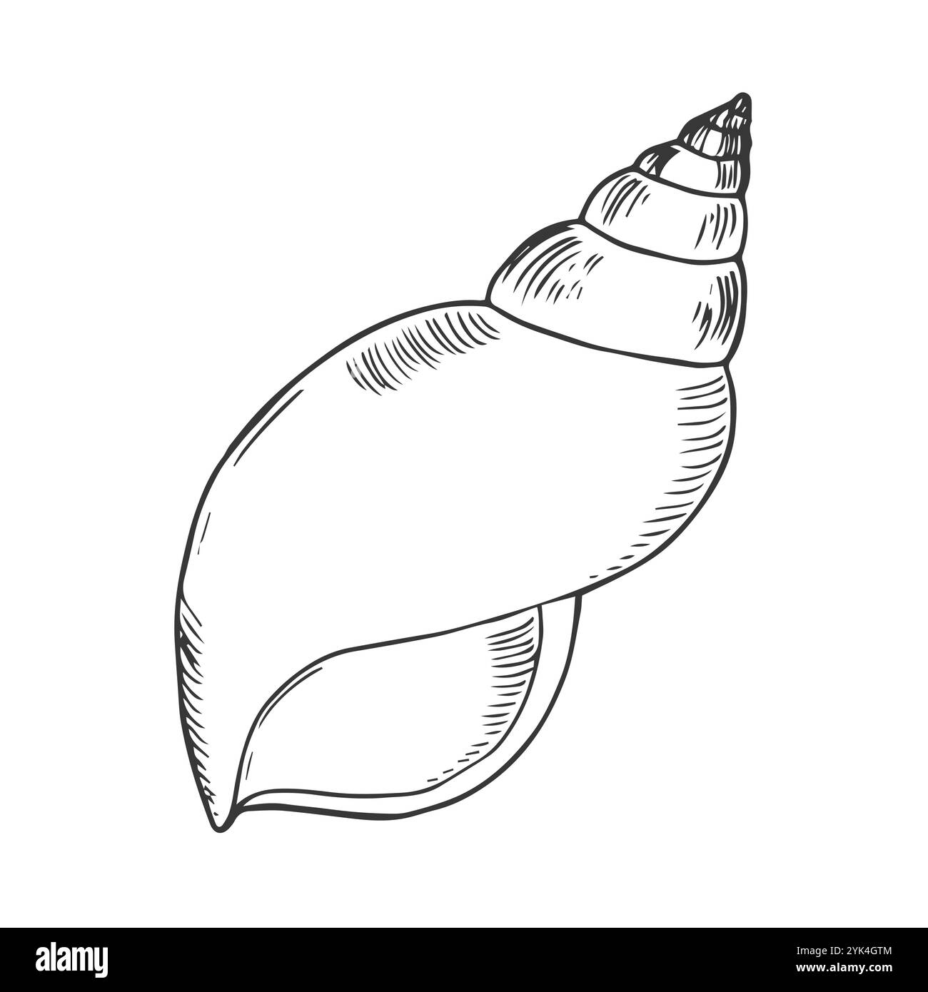Vector illustration. Set with simple shell silhouettes. Drawing of ...
