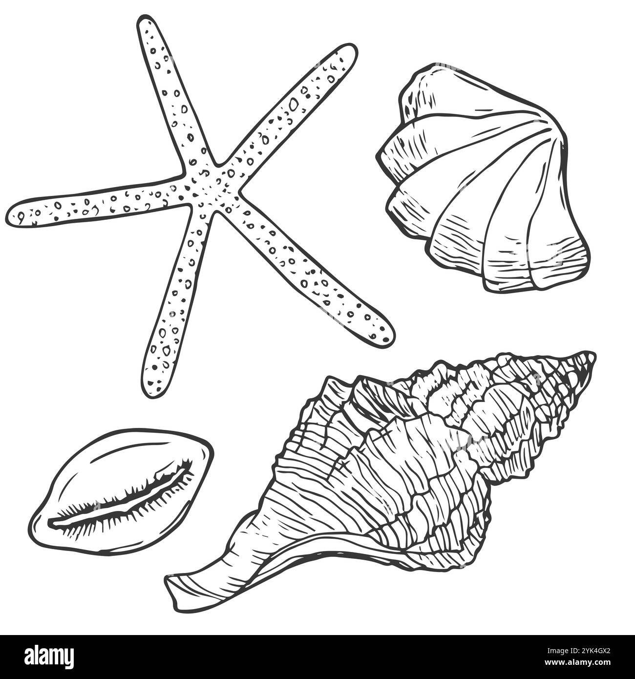 Sea scallops Black and White Stock Photos & Images - Alamy