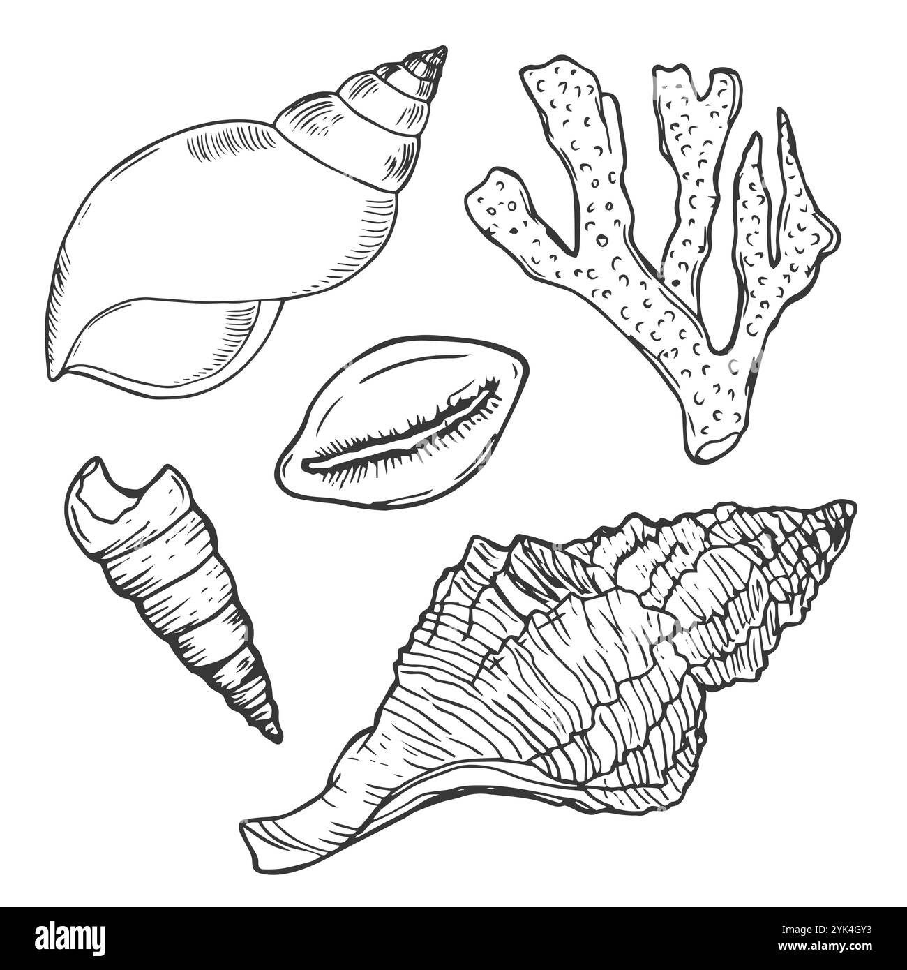 Seashells vector set. Hand drawn illustration on white background ...