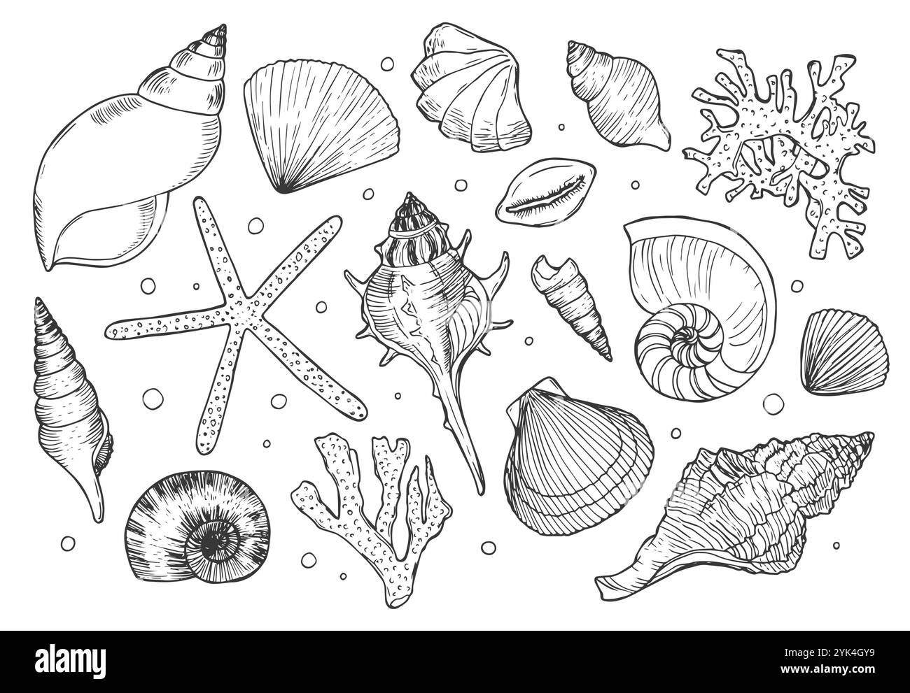 Set seashells tropical underwater Black and White Stock Photos & Images ...