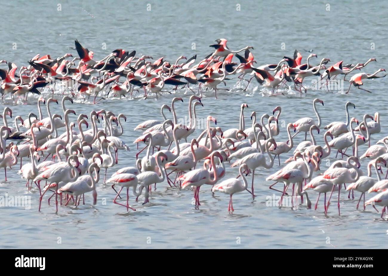 Kuwait City, Kuwait. 16th Nov, 2024. Flamingos are pictured in Kuwait ...