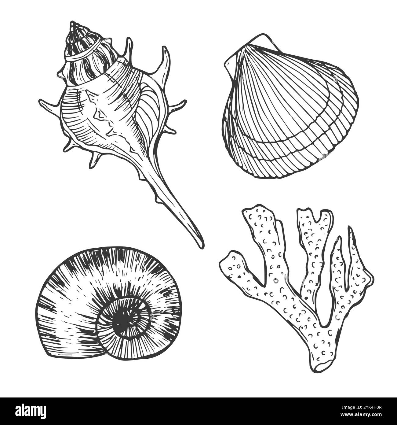 Seashells vector set. Hand drawn illustration on white background ...