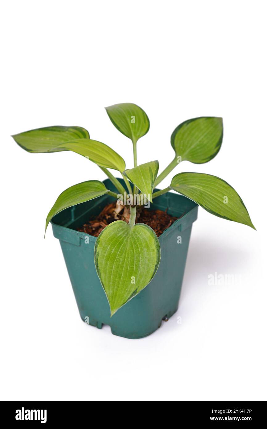 'Hosta x tardiana June' plant with lime green leaves with darker edges ...