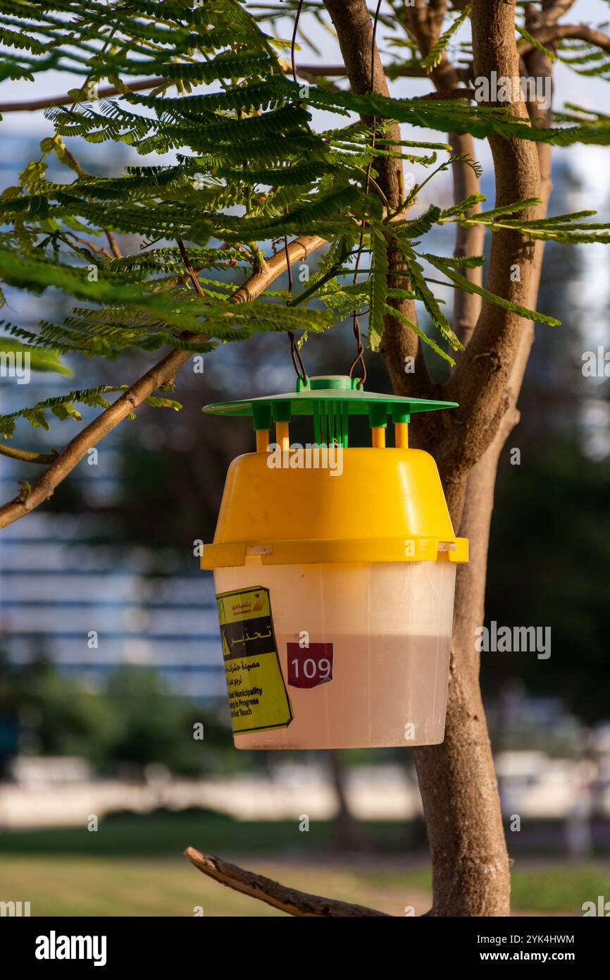 Insect trap hanging on the tree in the garden in Dubai City, United ...